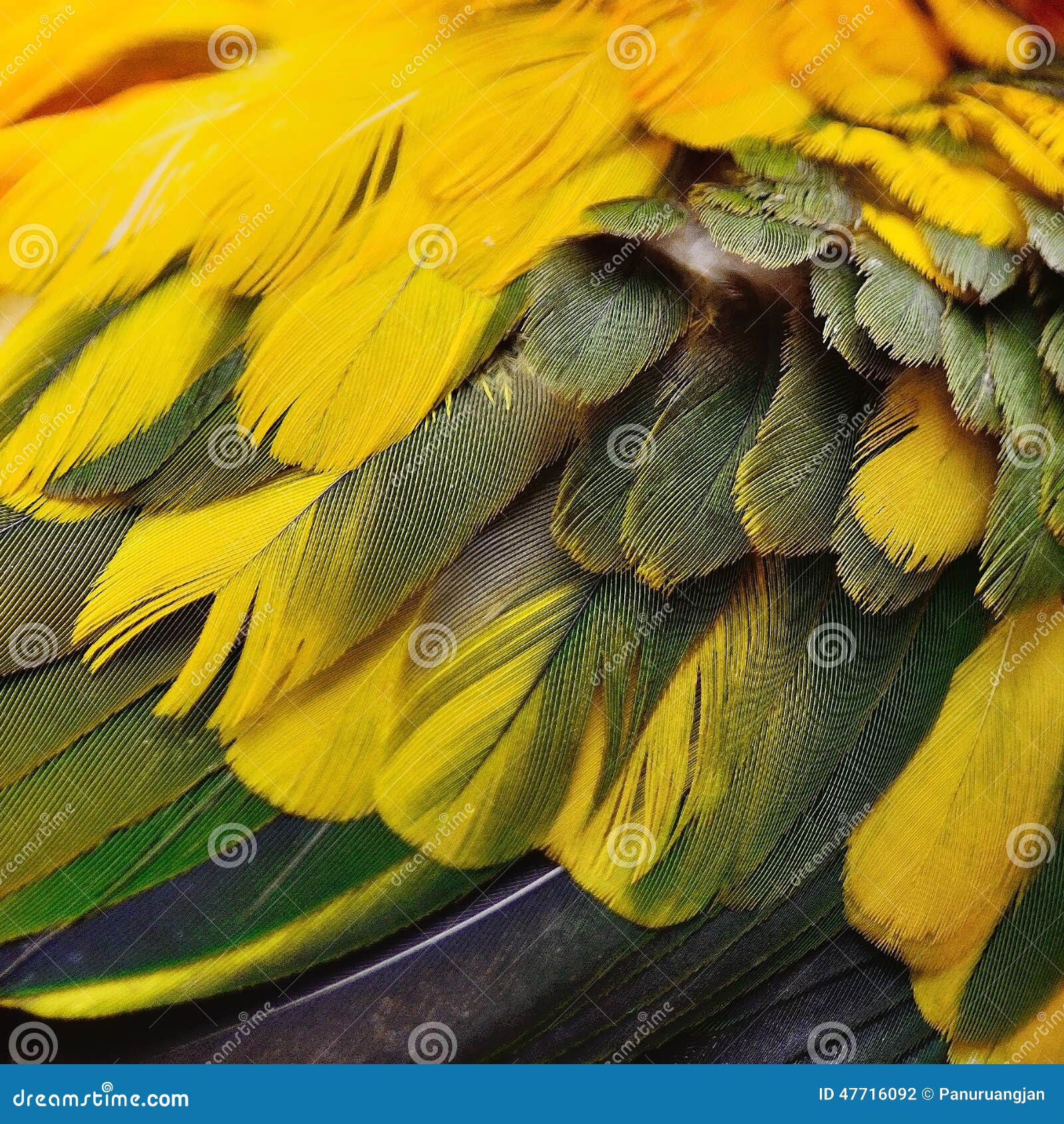 Sun Conure feathers stock photo. Image of tropical, vibrant - 47716092