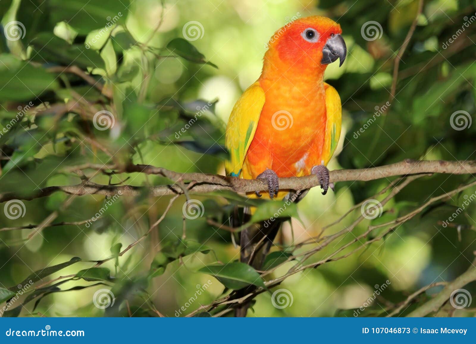 Sun Conure stock image. Image of conure, background - 107046873