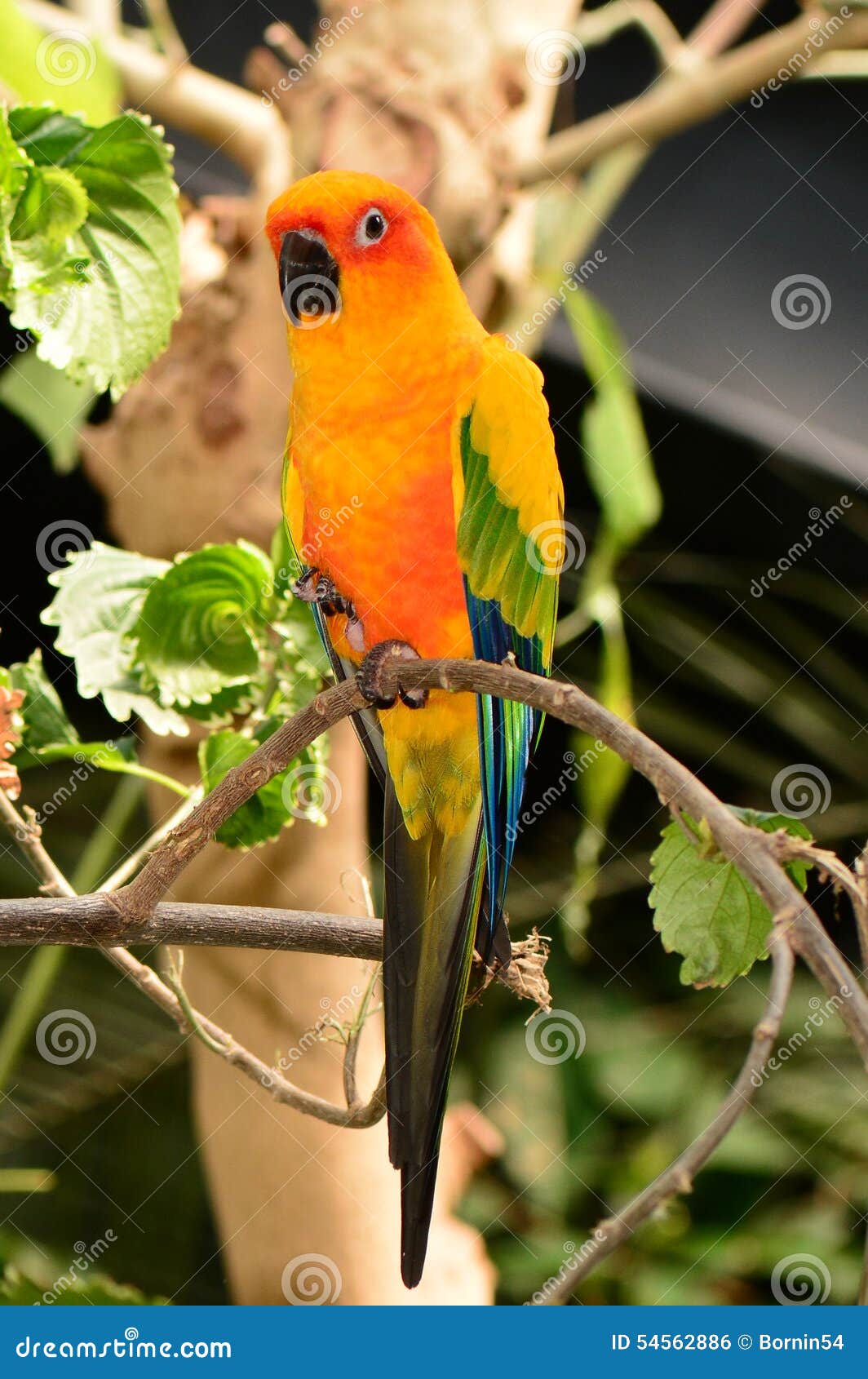 Sun Conure parakeet stock photo. Image of green, yellow - 54562886