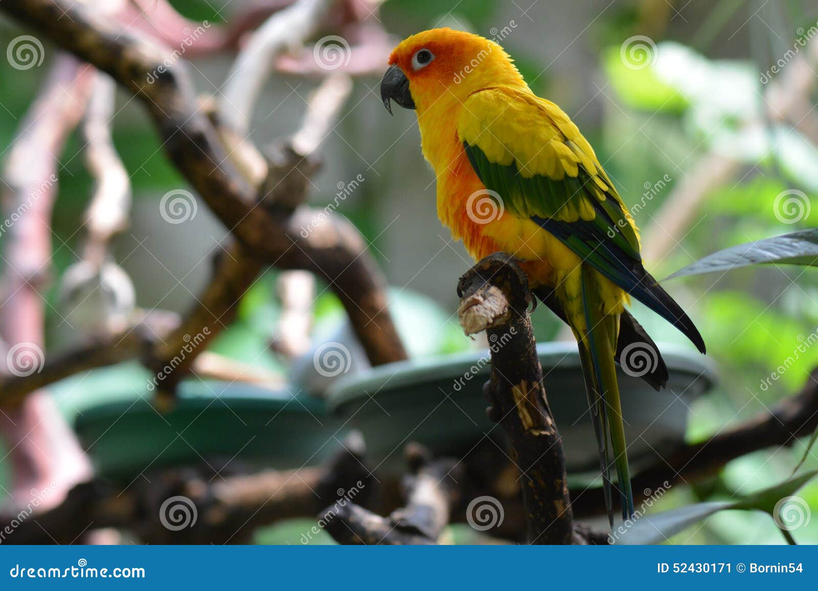 Sun Conure parakeet stock image. Image of sits, yellow - 52430171