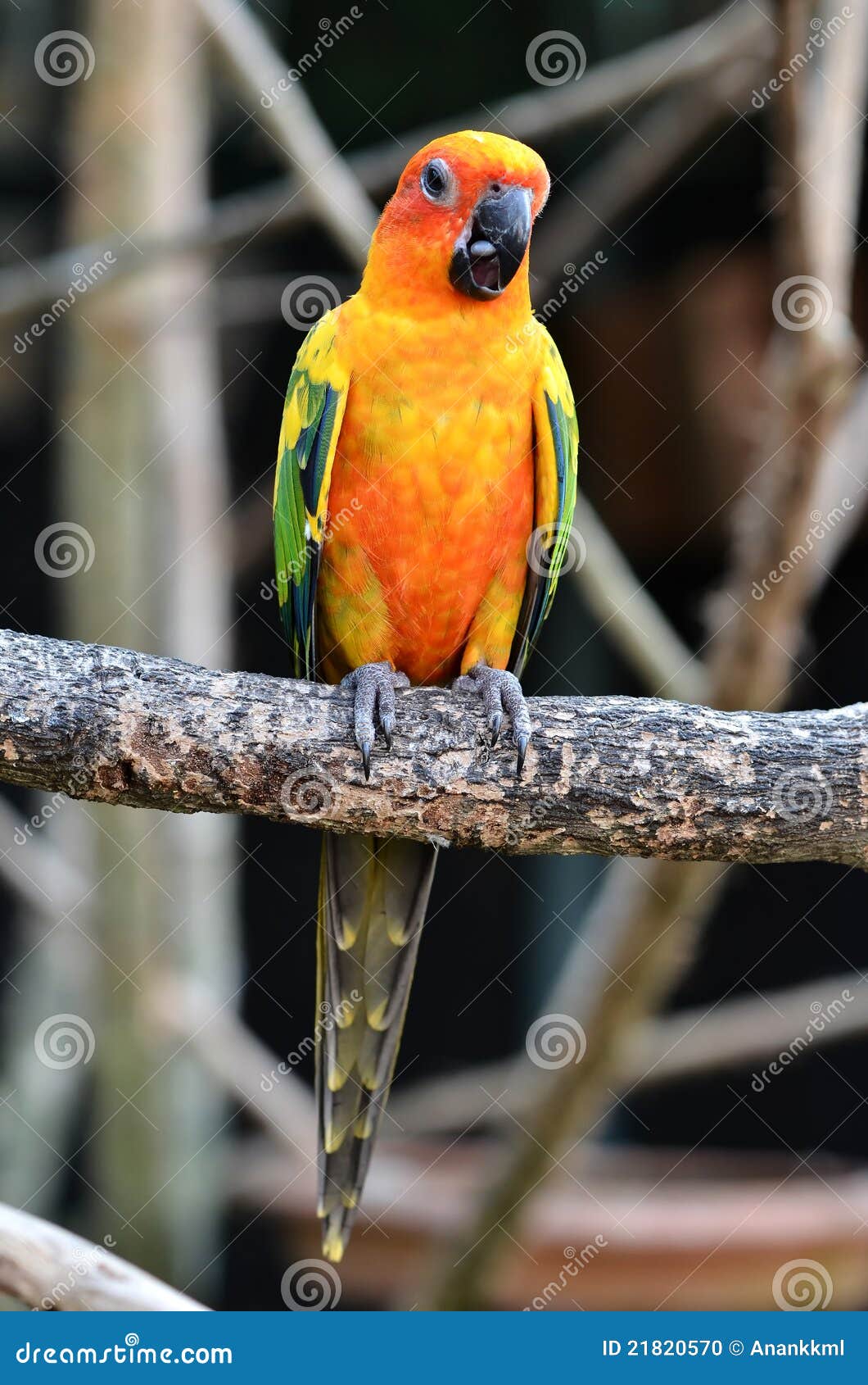 Sun Conure Parrot Stock Photo - Image: 21820570