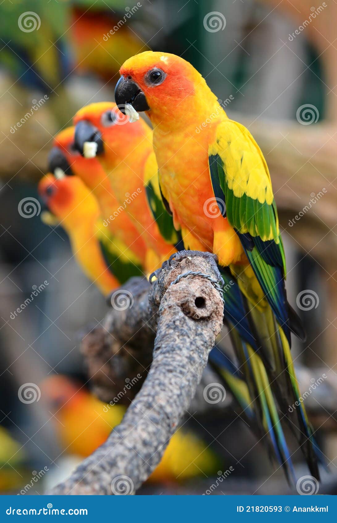 Sun Conure Parrot stock image. Image of parrot, green - 21820593