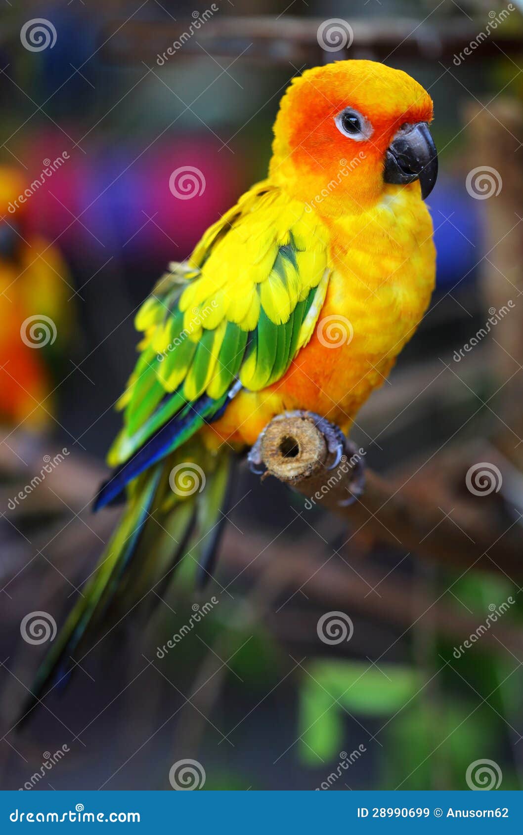 Sun Conure Parrot stock image. Image of wildlife, endangered - 28990699