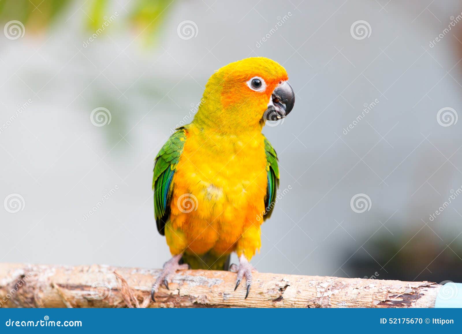 Sun conure parrot stock photo. Image of parrot, perched - 52175670