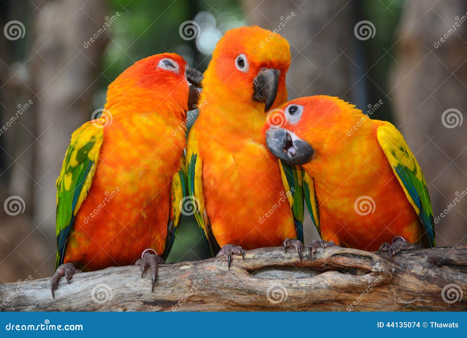 Sun Conure parrot bird stock photo. Image of miniature - 44135074