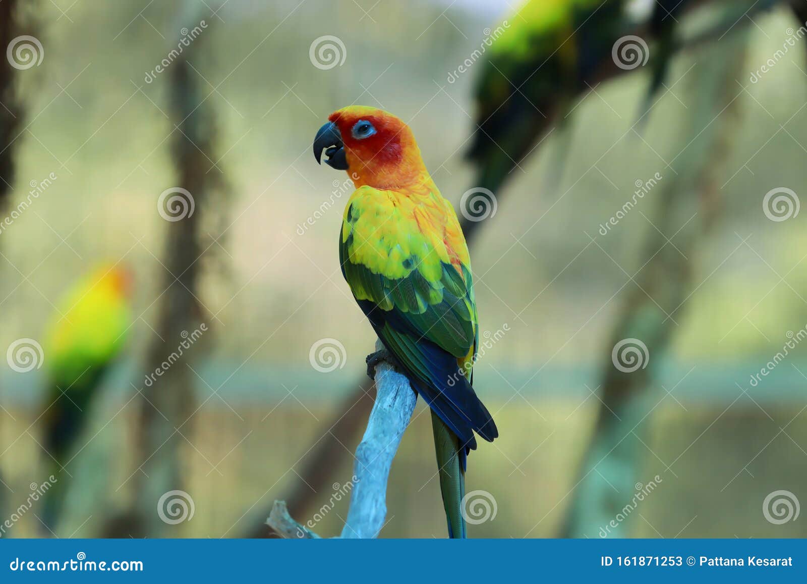 Sun Conure Parrot Bird on the Branch Stock Image - Image of portrait ...