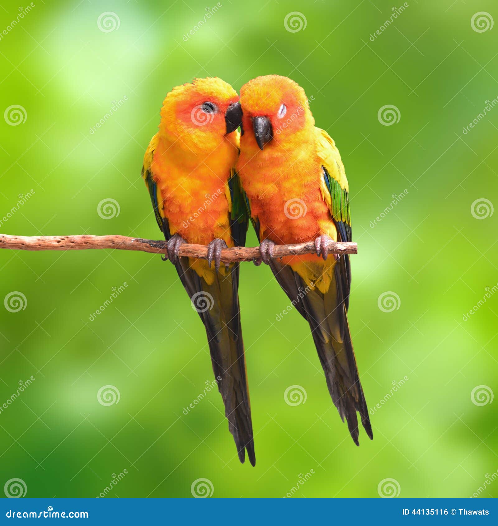Sun Conure parrot bird stock photo. Image of tame, parrot - 44135116