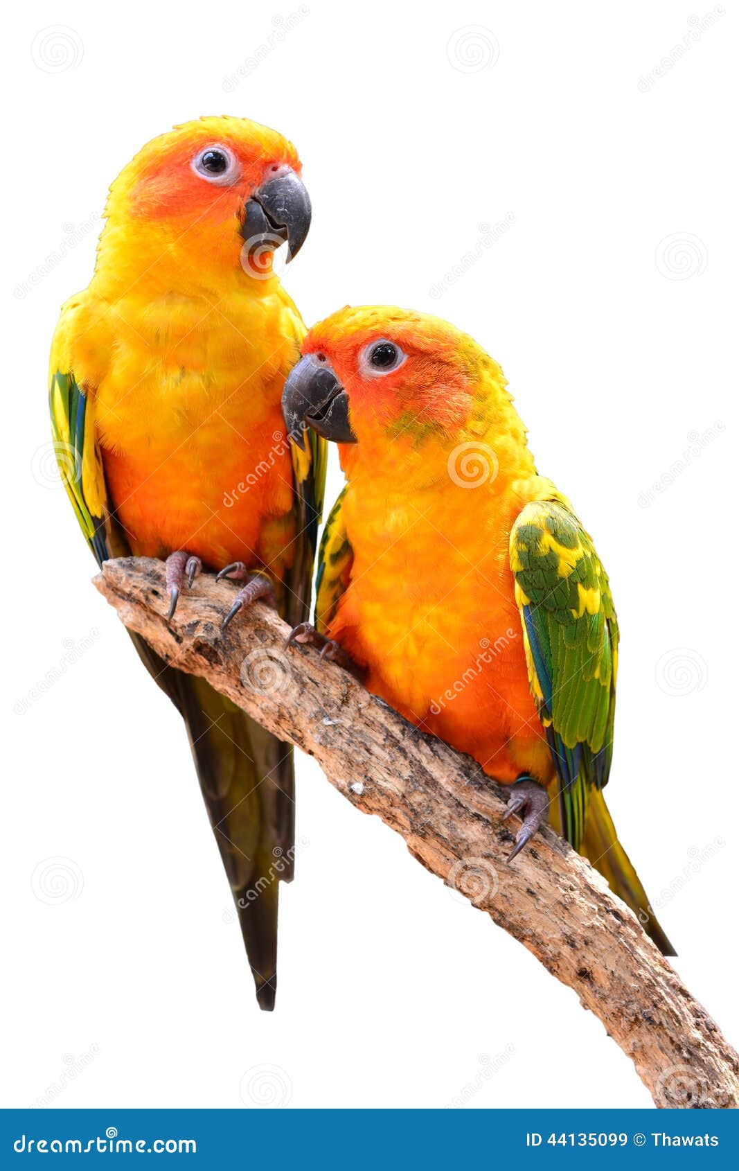 Sun Conure Parrot Bird Stock Image | CartoonDealer.com #38695537