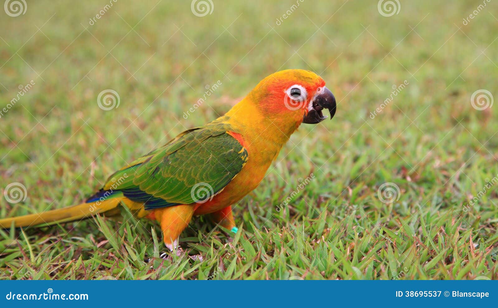 Sun Conure parrot bird stock image. Image of green, cute - 38695537
