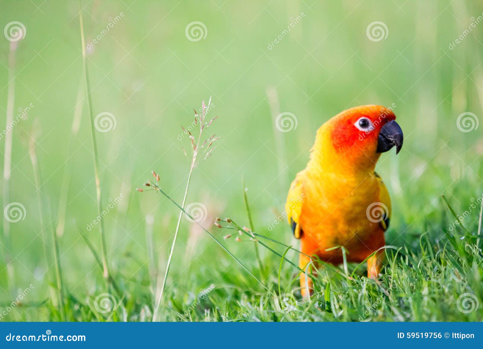 Sun Conure parrot stock photo. Image of wind, exotic - 59519756