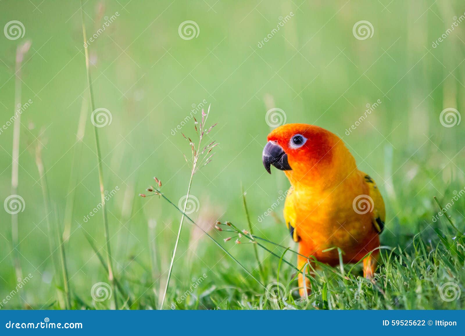 Sun Conure parrot stock photo. Image of nature, bird - 59525622
