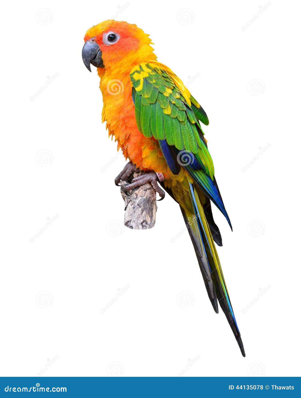 Sun Conure parrot bird stock photo. Image of bird, branch - 44135078