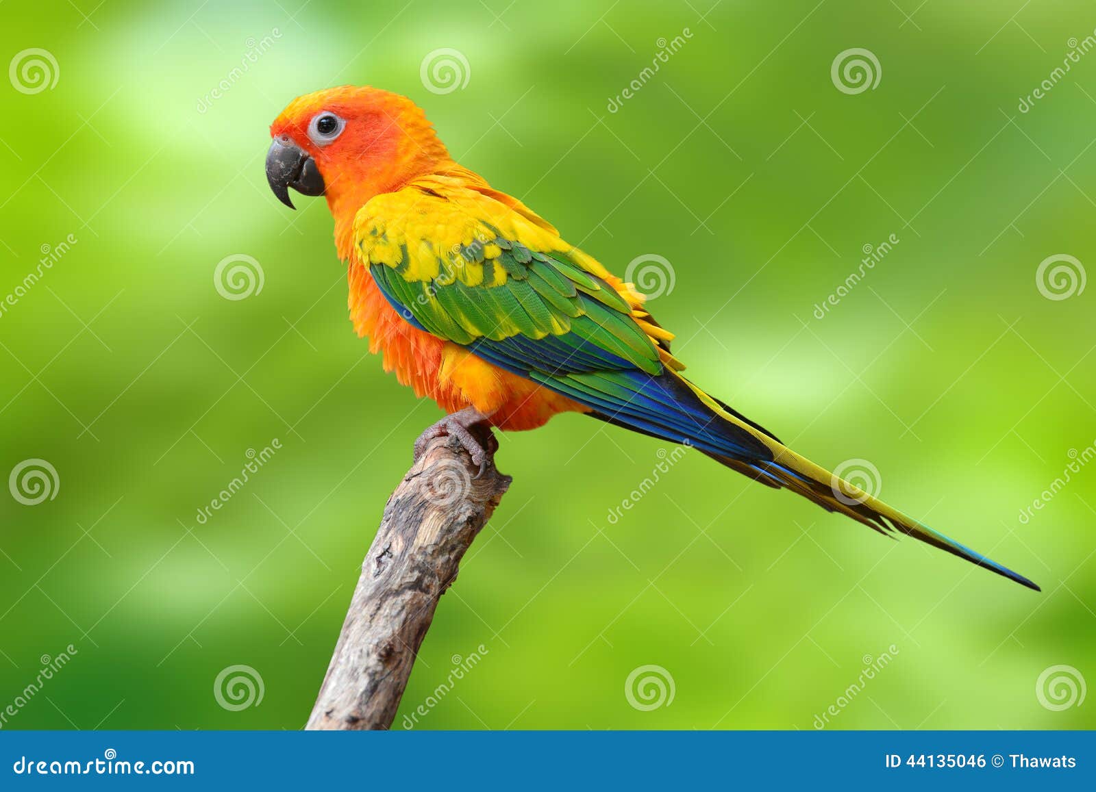 Sun Conure parrot bird stock photo. Image of avian, profile - 44135046
