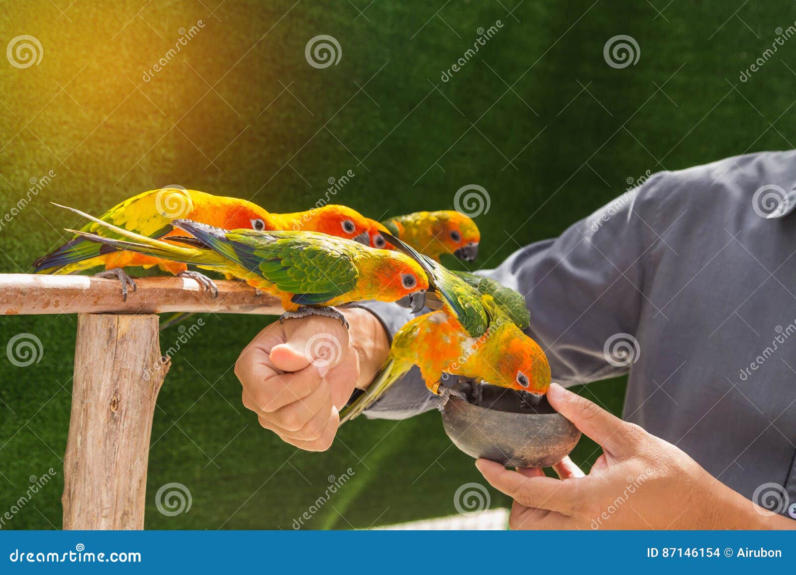 Sun Conure Parrot Birds Eating Feed on Hand Stock Photo - Image of ...