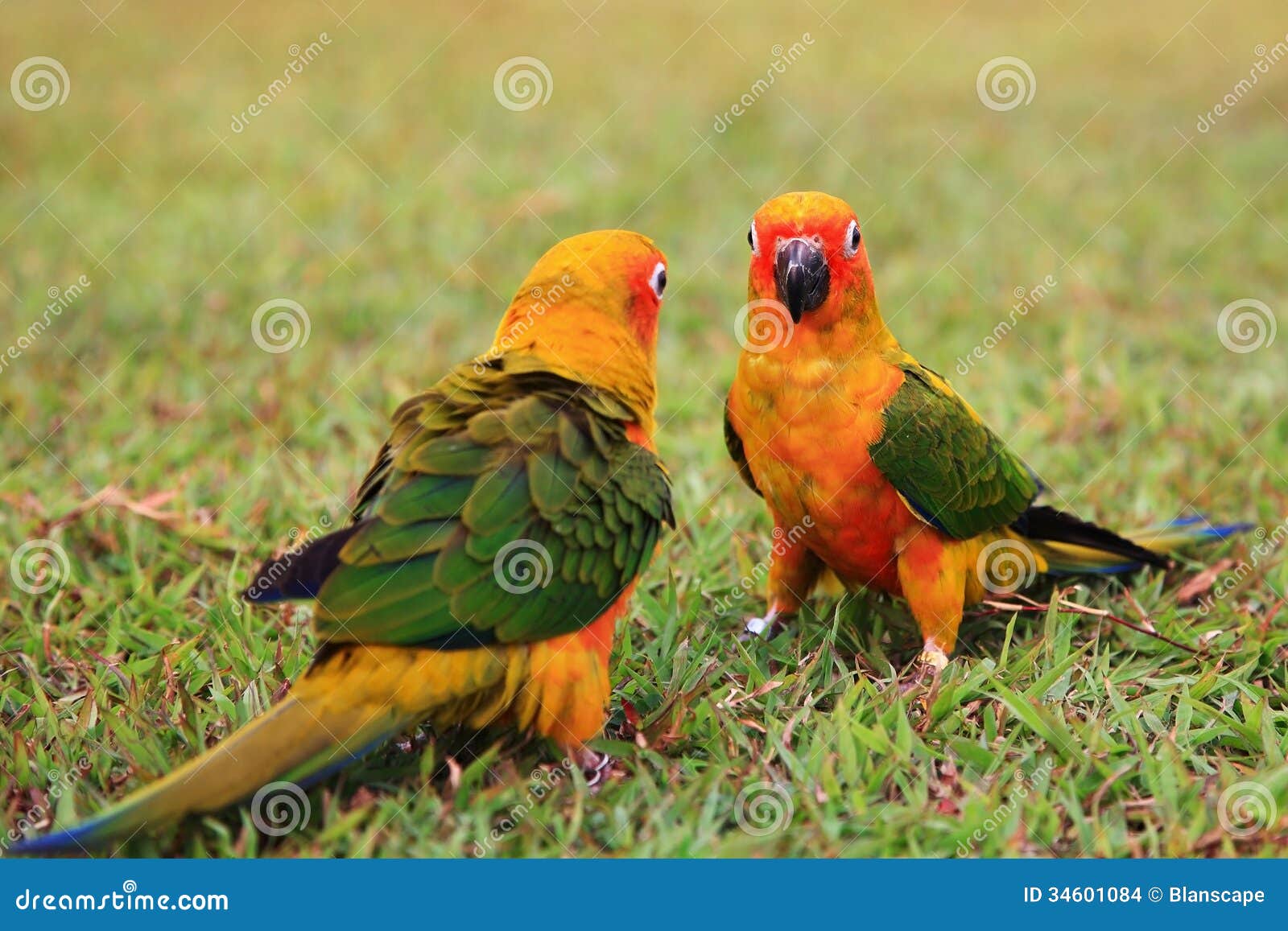 Sun Conure Parrot Birds Together Stock Photo - Image of conure ...
