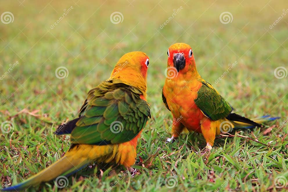 Sun Conure Parrot Birds Together Stock Photo - Image of conure ...