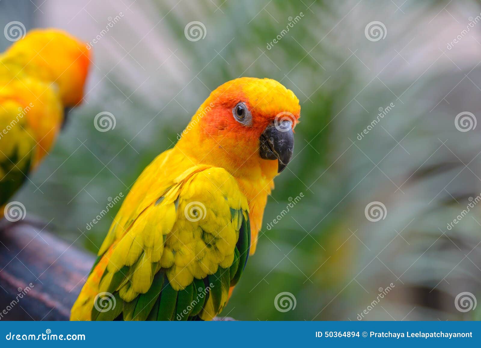 Sun Conure Parrot stock photo. Image of background, branch - 50364894