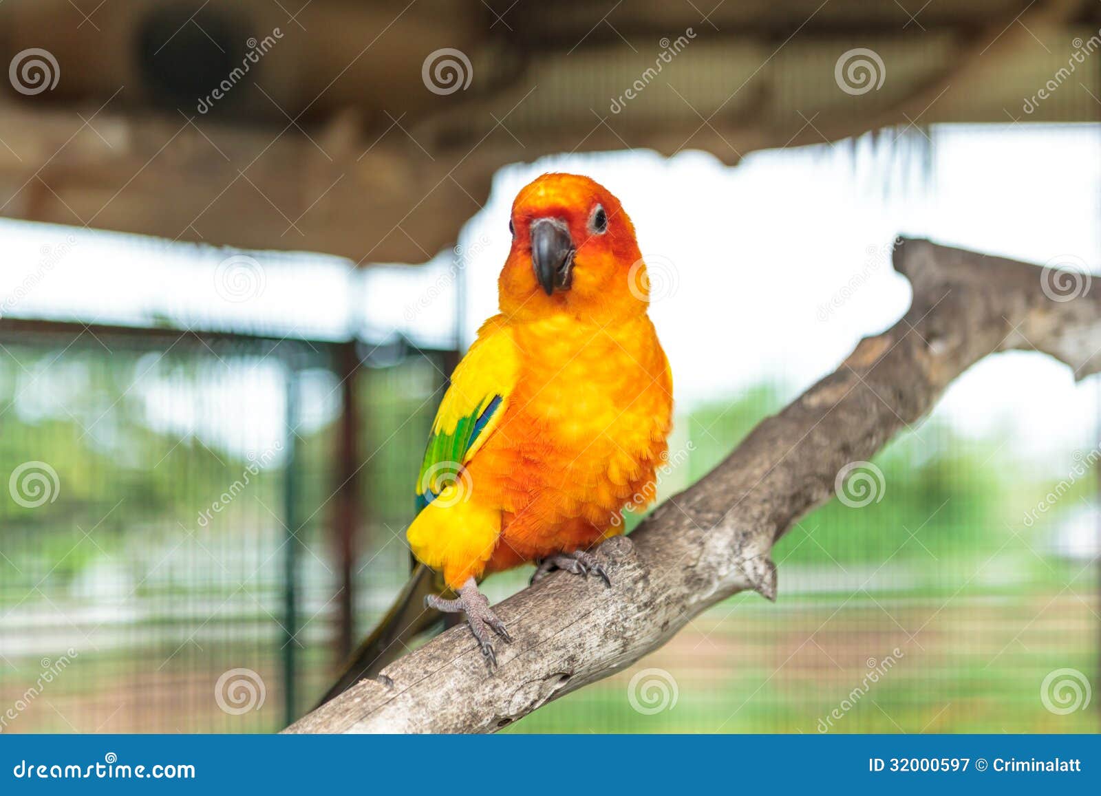 Sun conure parrot stock image. Image of nature, parrot - 32000597