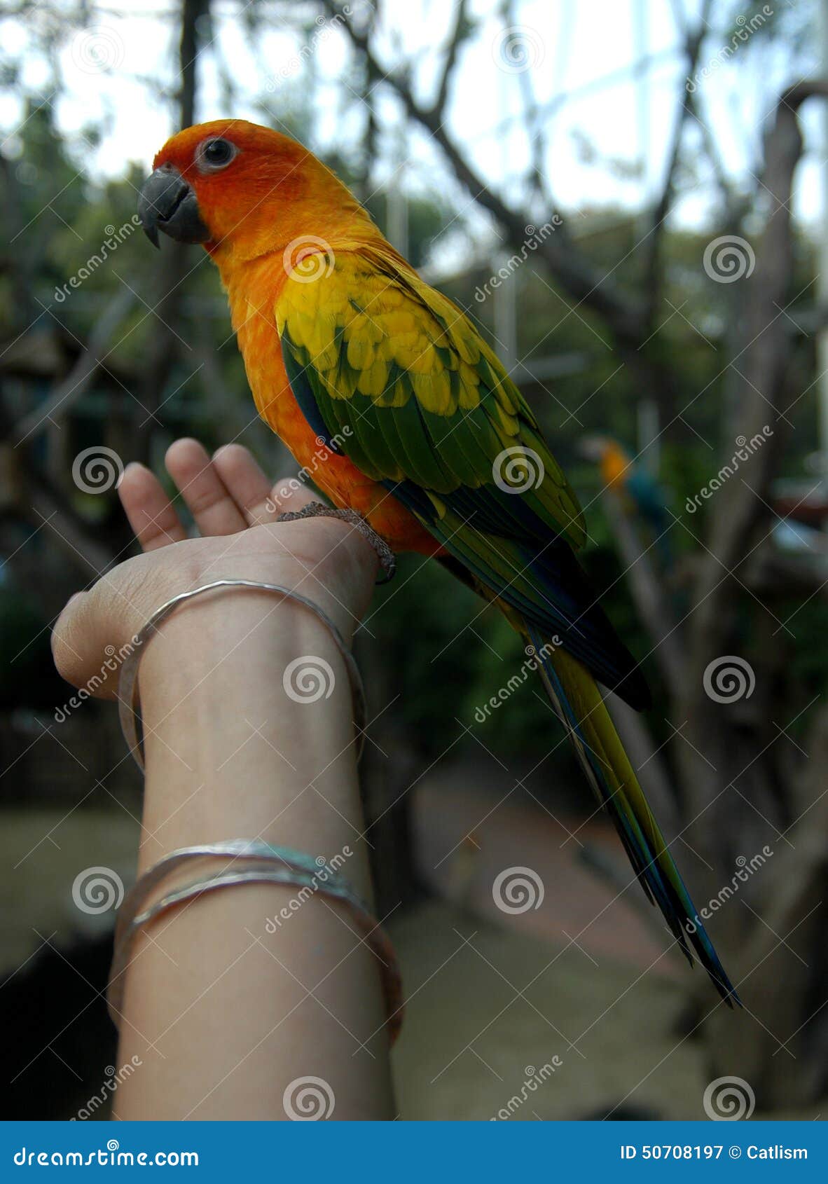 Sun Conure Parrot Eating on Hand Stock Image - Image of bird, branch ...