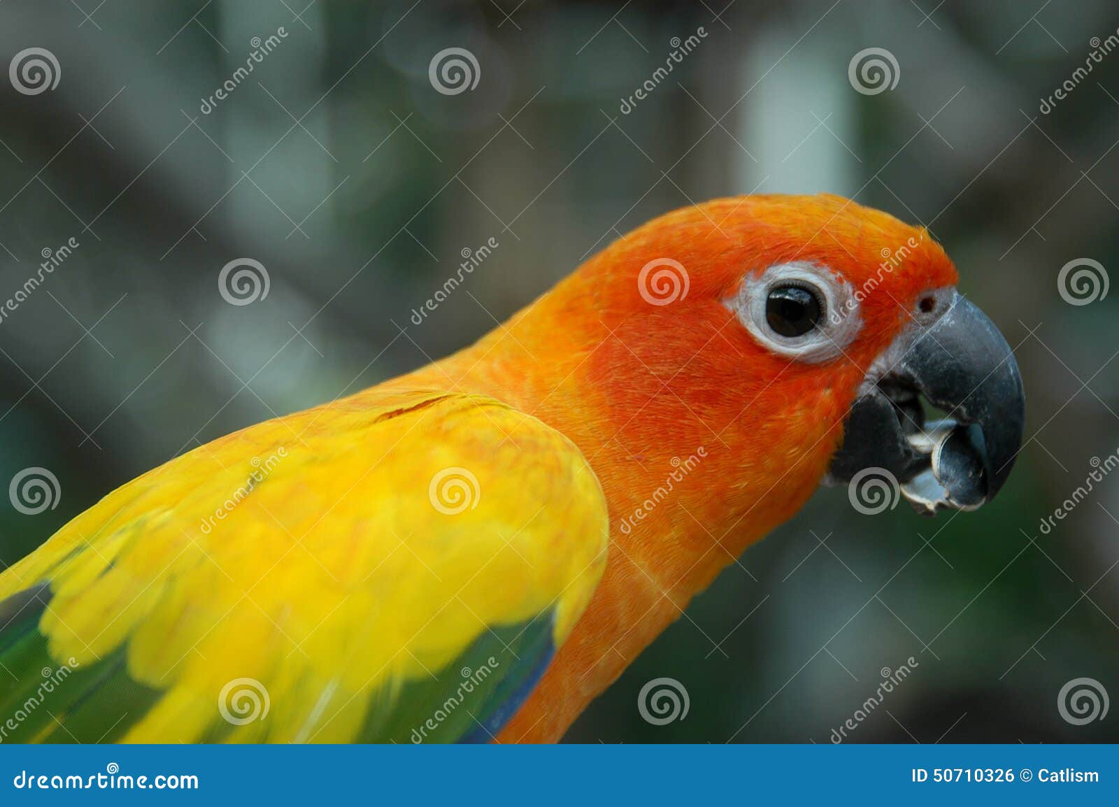 Sun Conure Parrot Eating stock photo. Image of cockatoo - 50710326