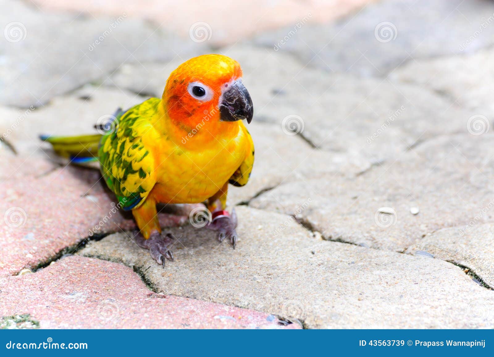 Sun Conure parrot macaw stock image. Image of pretty - 43563739