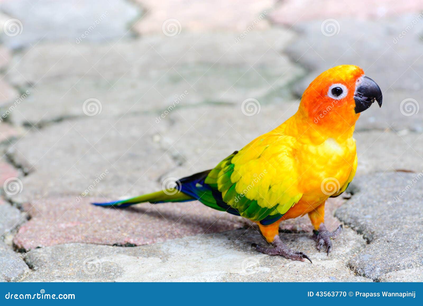 Sun Conure parrot macaw stock photo. Image of pretty - 43563770