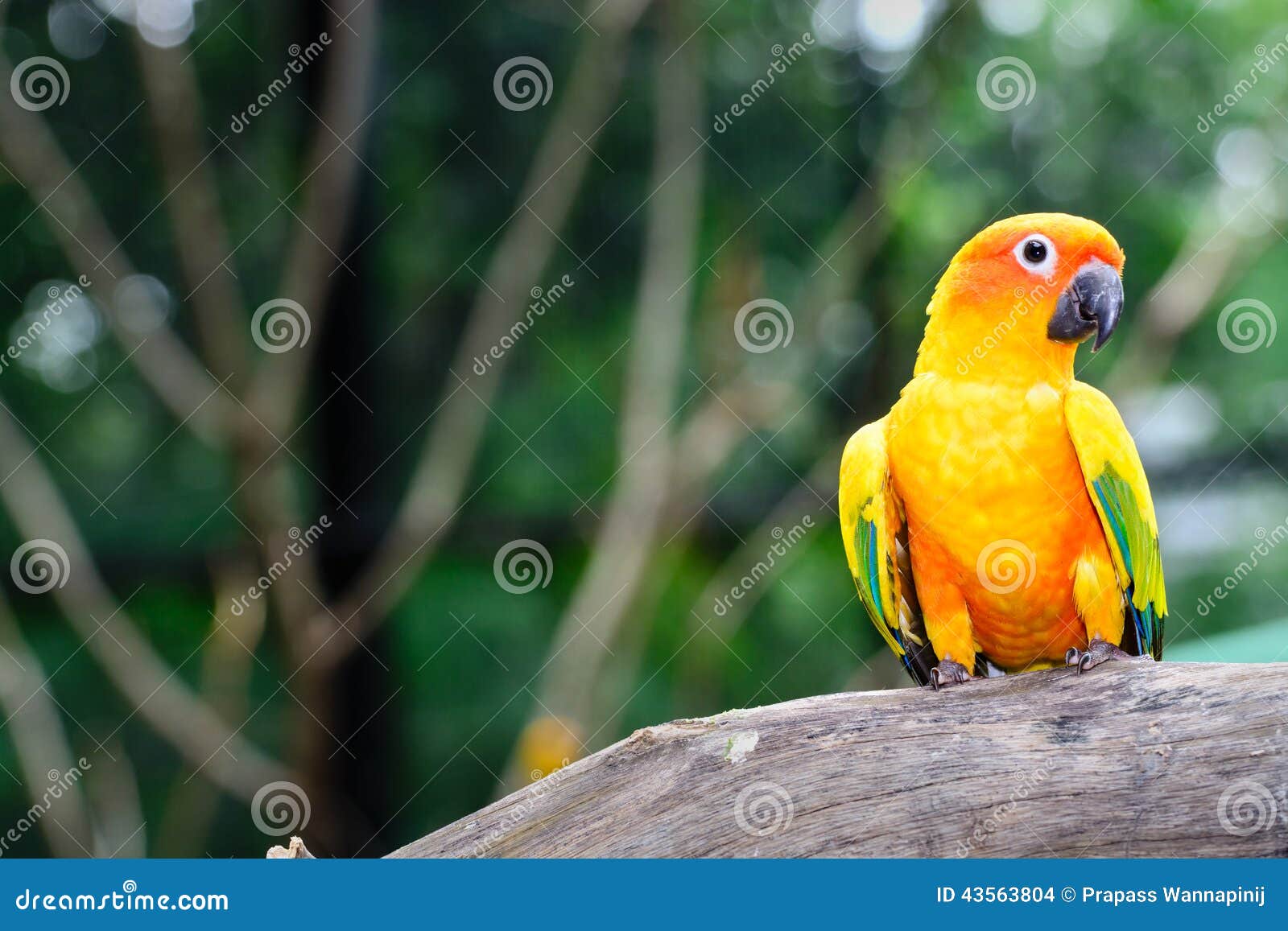 Sun Conure parrot macaw stock photo. Image of bright - 43563804