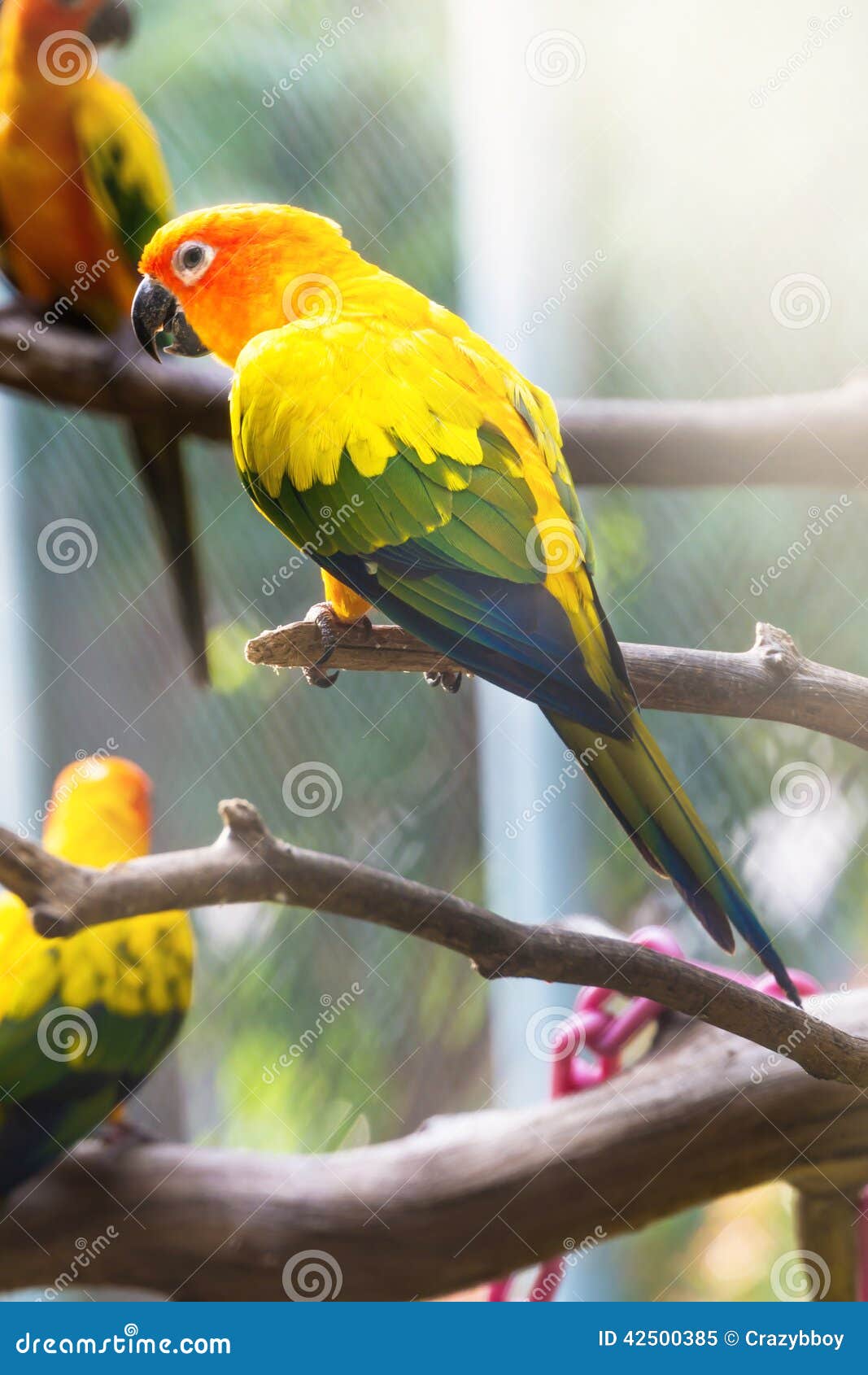 Sun Conure Parrot stock image. Image of bird, park, orange - 42500385