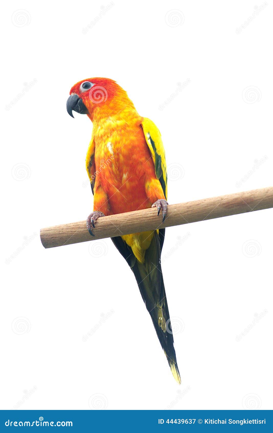 Sun Conure Parrot Screaming on a Branch Isolated on White Background ...