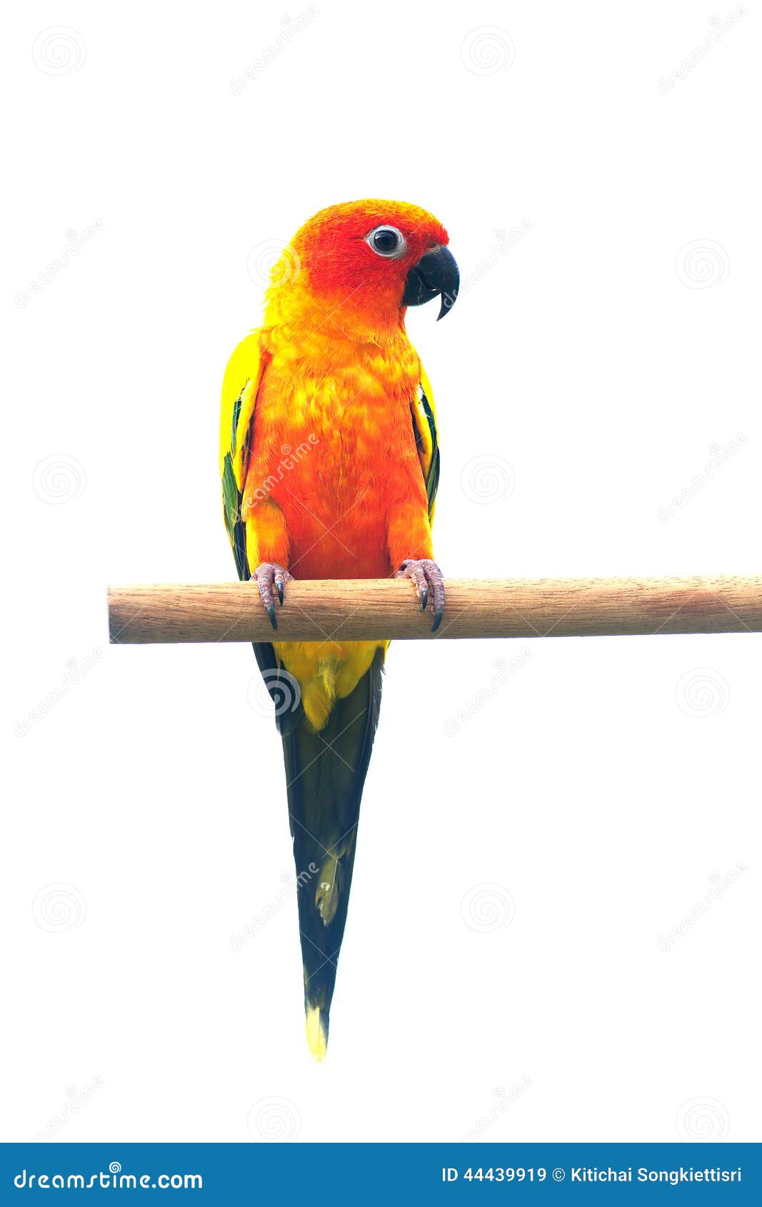 Sun Conure Parrot Screaming on a Branch Isolated on White Background ...