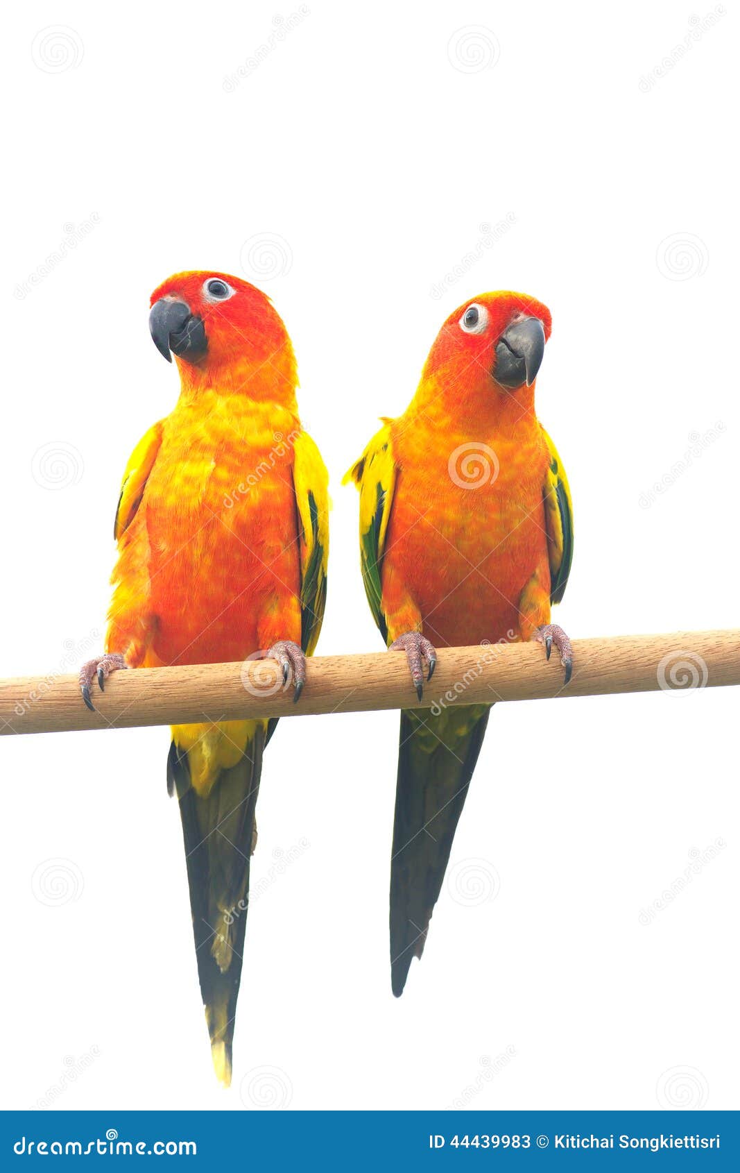 Sun Conure Parrot Screaming on a Branch Isolated on White Background ...