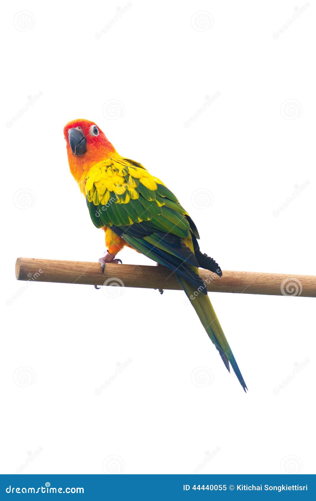 Sun Conure Parrot Screaming on a Branch Isolated on White Background ...