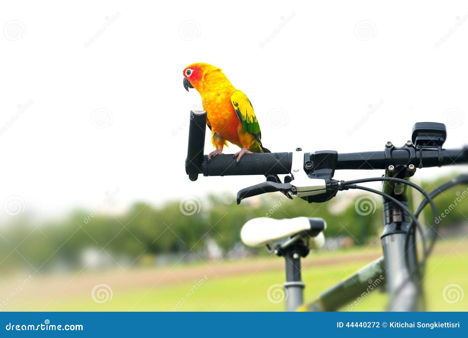 Sun Conure Parrot Screaming on a Branch Isolated on White Background ...