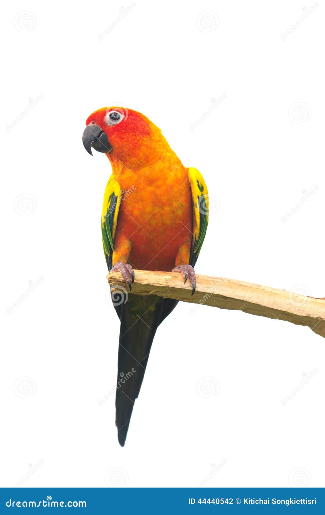 Sun Conure Parrot Screaming on a Branch Isolated on White Background ...