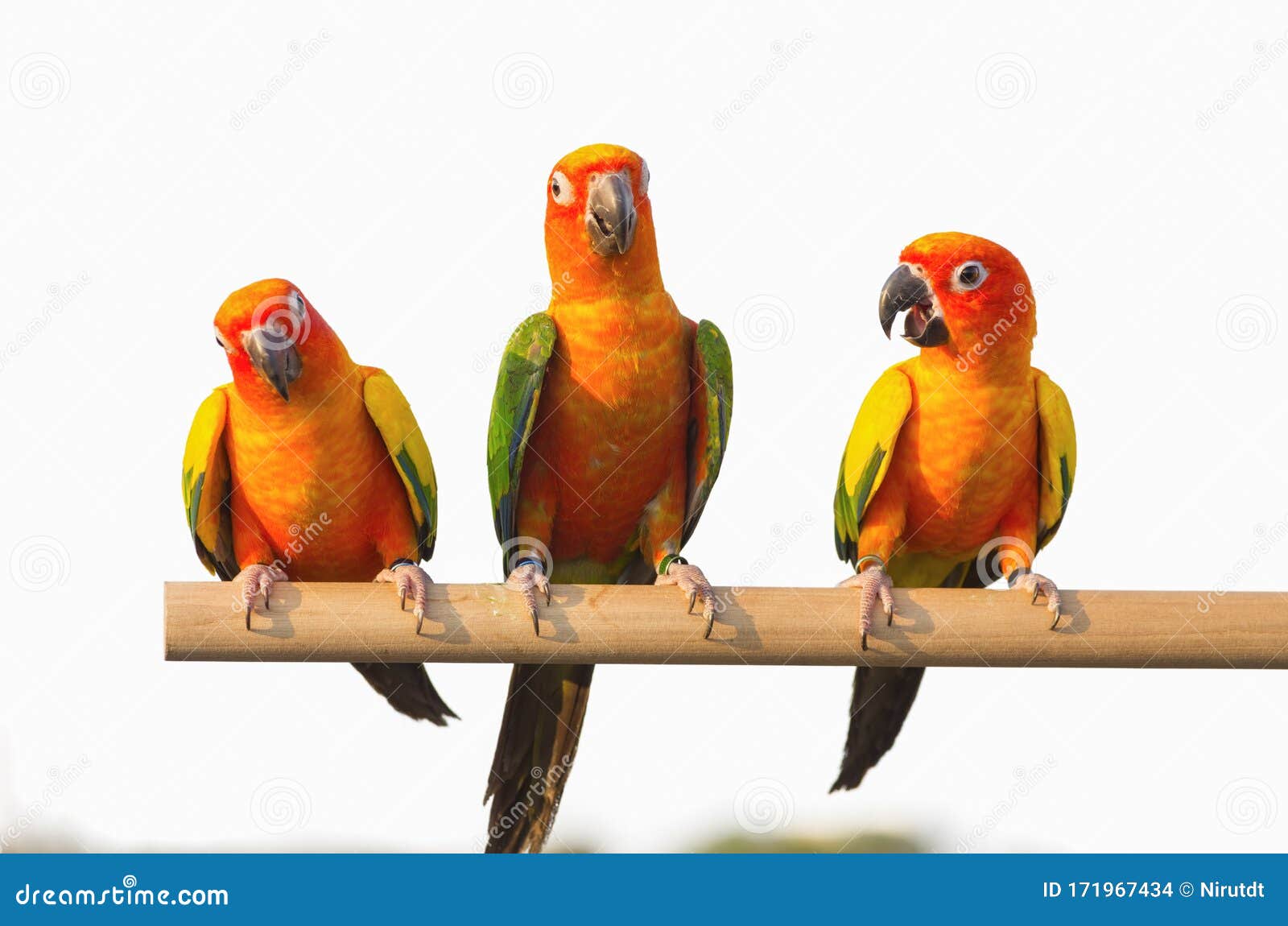 Sun Conure Parrot stock photo. Image of small, parakeet - 171967434