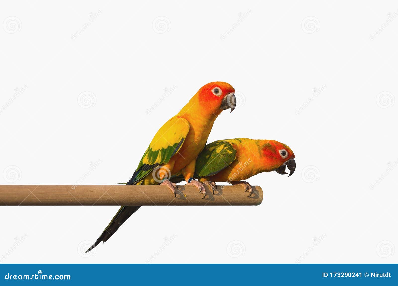 Sun Conure Parrot stock image. Image of beautiful, wing - 173290241
