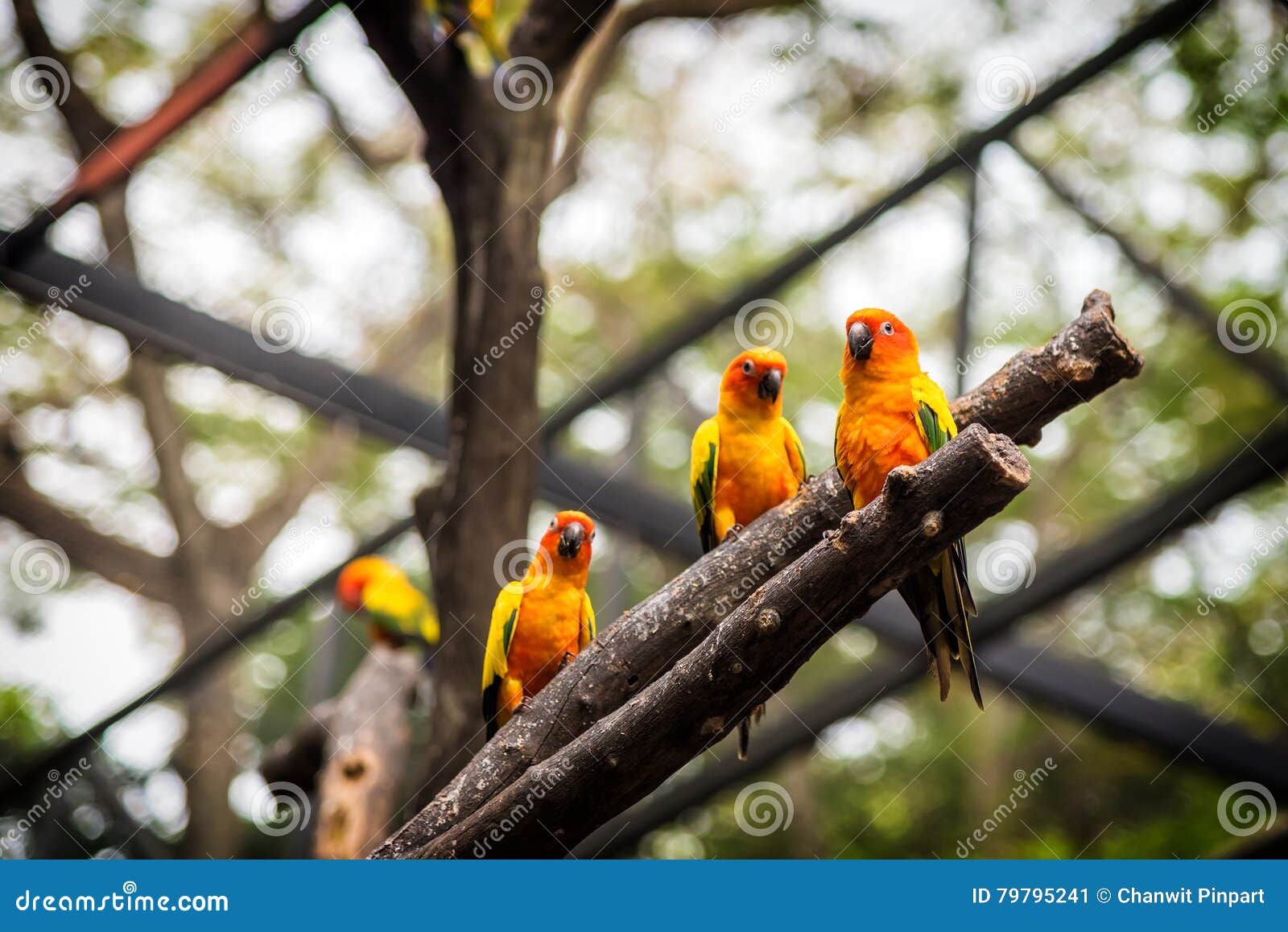 Sun Conjure Parrot Macaw In A Cage ,eating Seeds From The Hand Stock ...