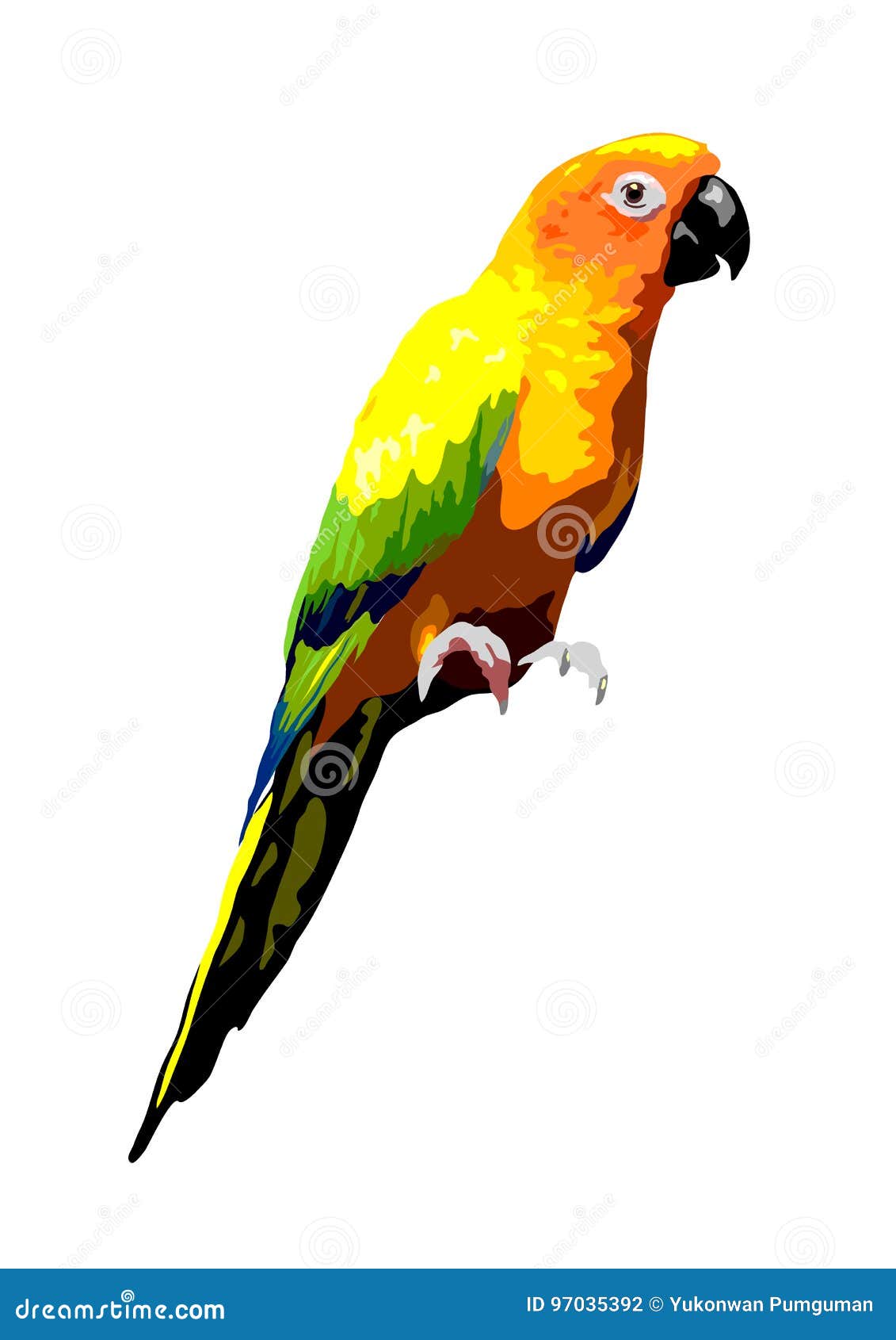 Sun Conure Parrot, Tropical Bird Vector Illustration Stock Vector ...