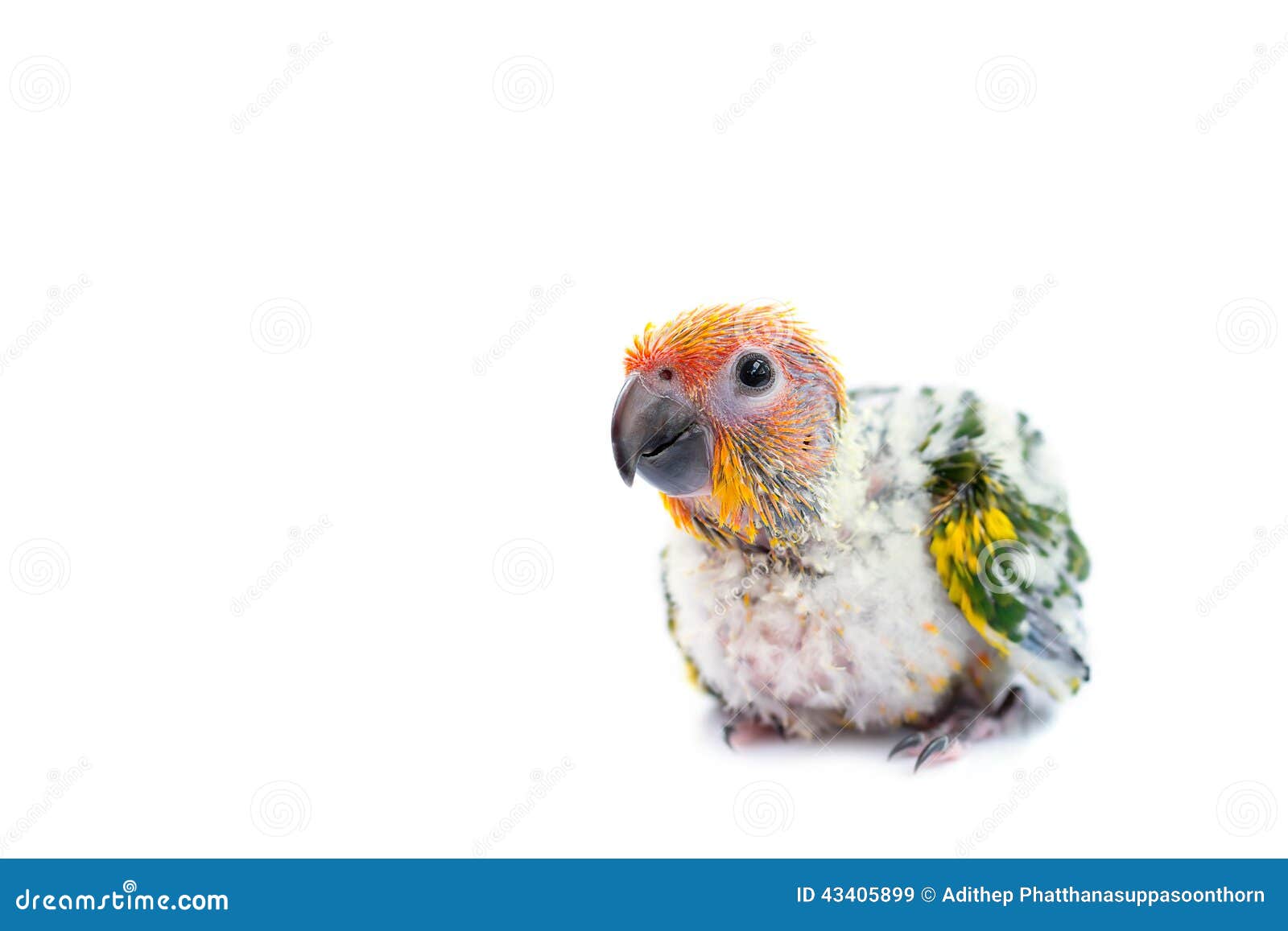 Sun Conure Parrot on White Background. Stock Image - Image of bright ...