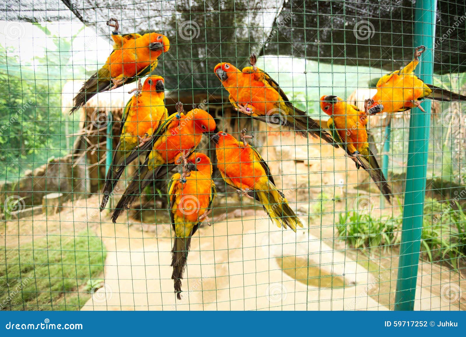 Sun Conure Parrots in Aviary Stock Photo - Image of curiosity, orange ...