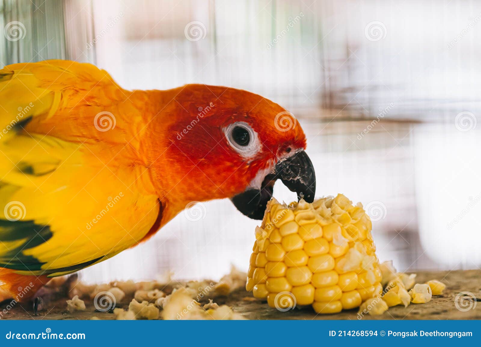 Sun Conure parrots stock photo. Image of blue, beak - 214268594