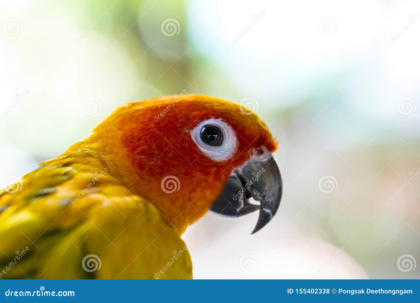 Sun Conure parrots. stock photo. Image of beautiful - 155402338
