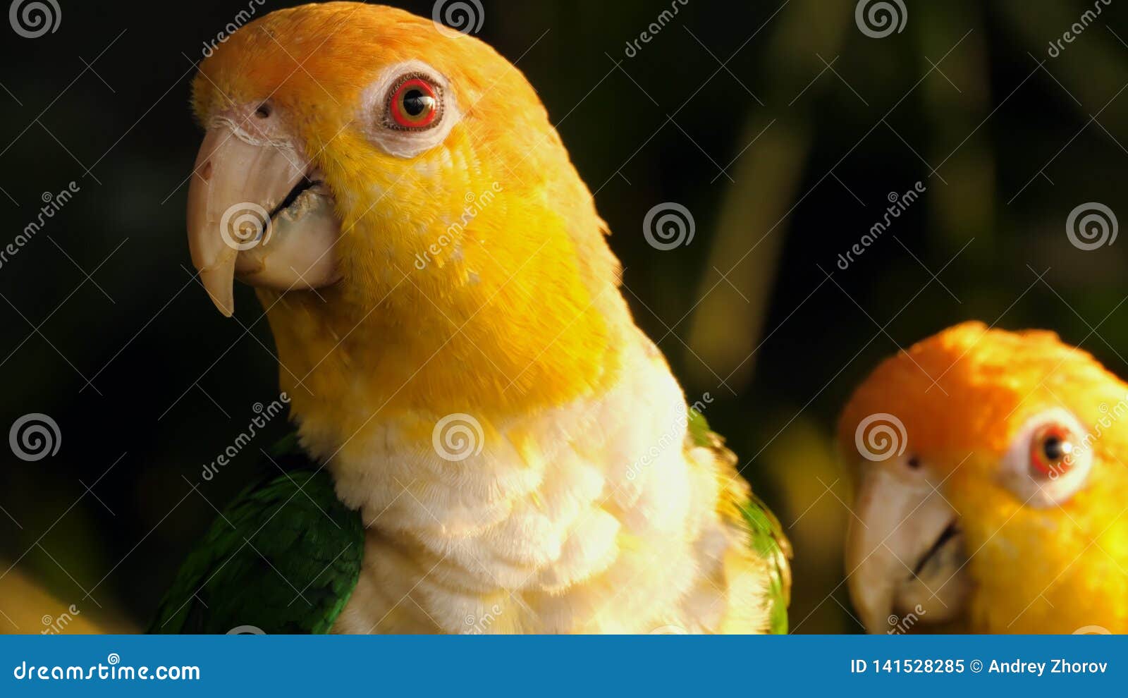 Sun Conure Parrots stock image. Image of parakeet, perch - 141528285