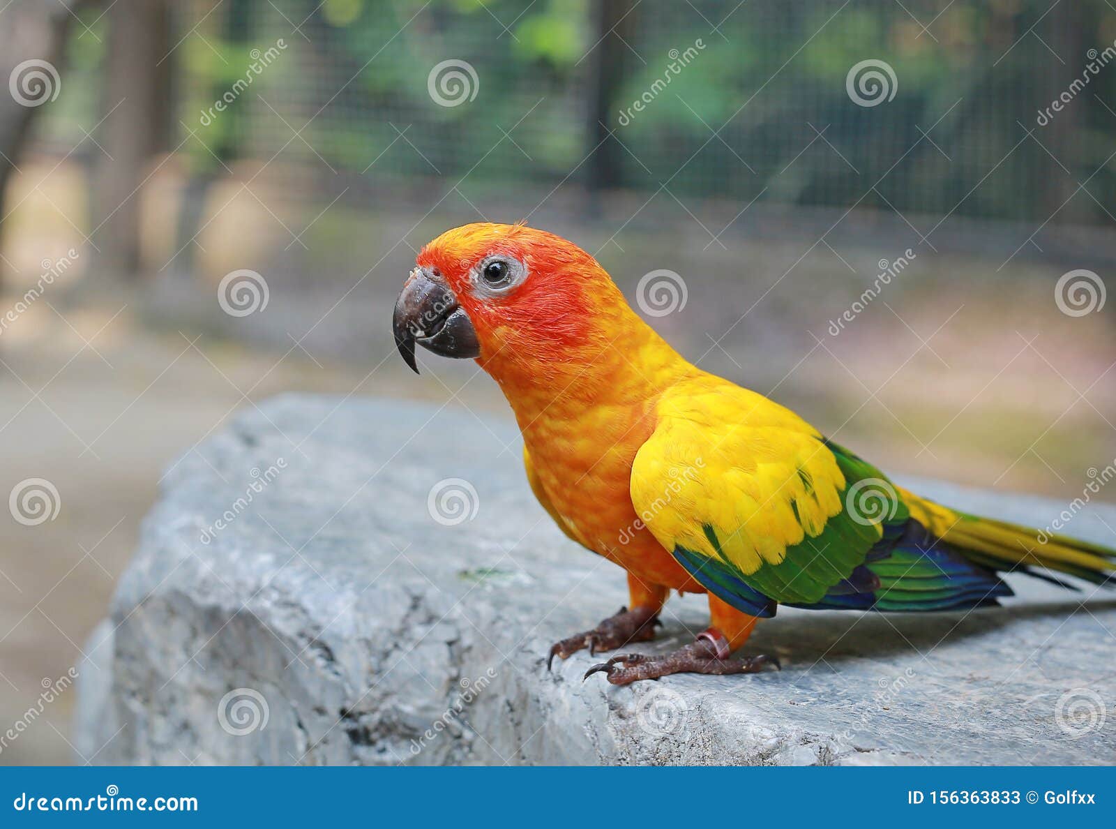 Sun Conure Parrots Eating Food on Stone Stock Image - Image of lovely ...