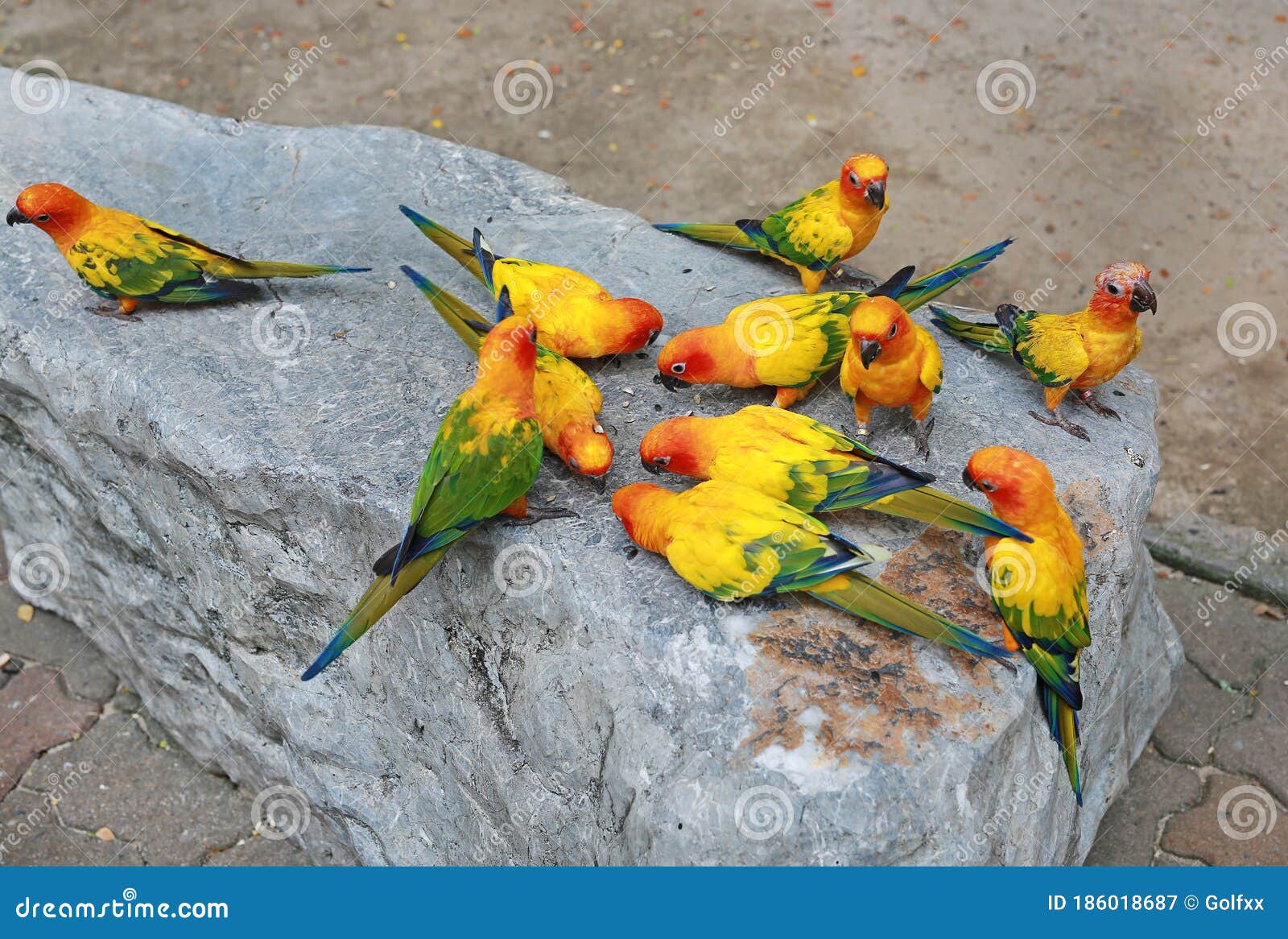 Sun Conure Parrots Eating Food on Stone Stock Image - Image of aratinga ...