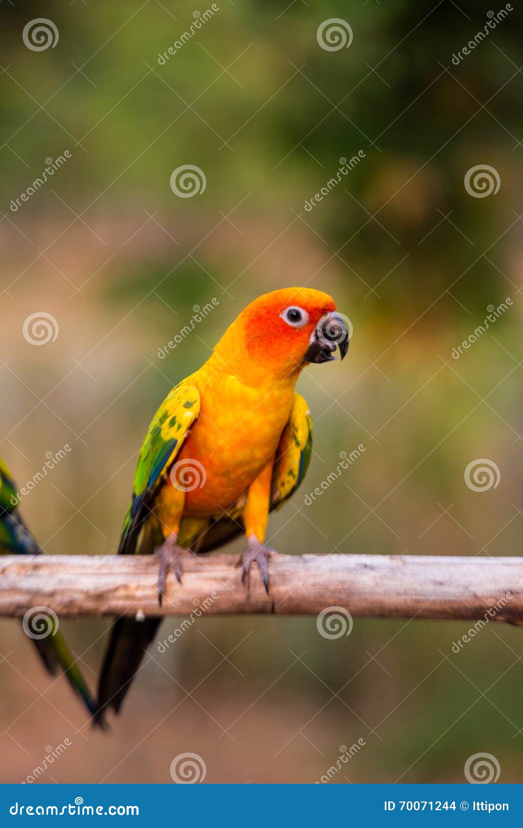 Sun Conure Parrots stock photo. Image of avian, wildlife - 70071244