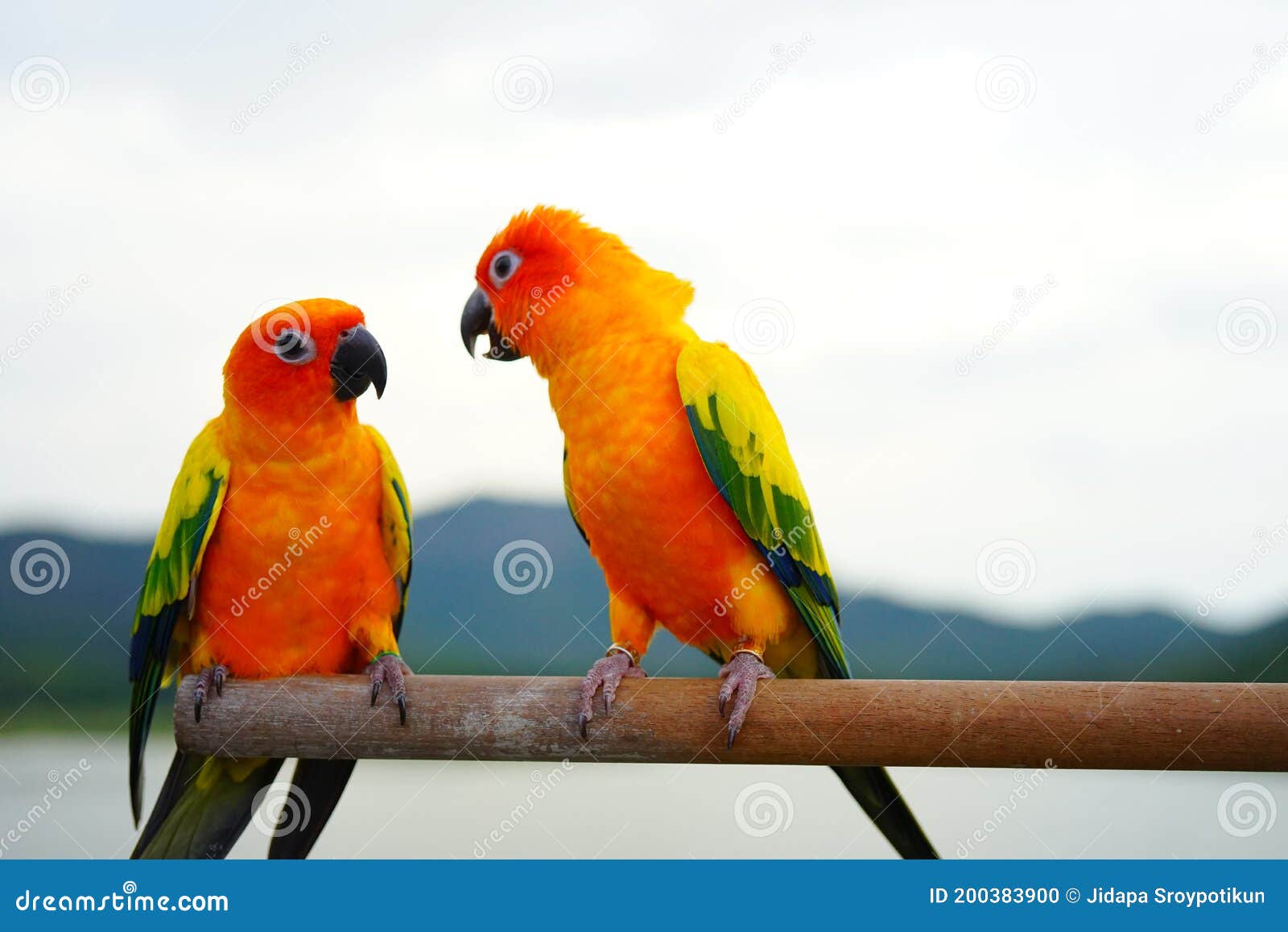 Sun Conure Wallpaper