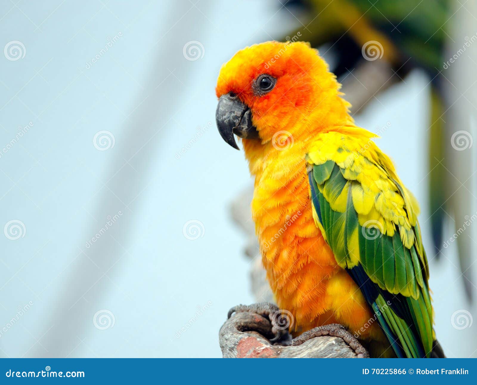 Sun Conure stock photo. Image of conure, bird, aratinga - 70225866