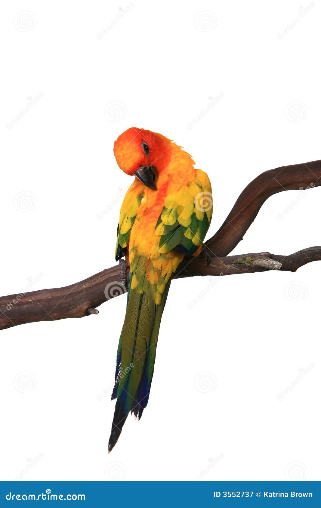 Sun Conure Preening on a Branch Stock Image - Image of white, crest ...