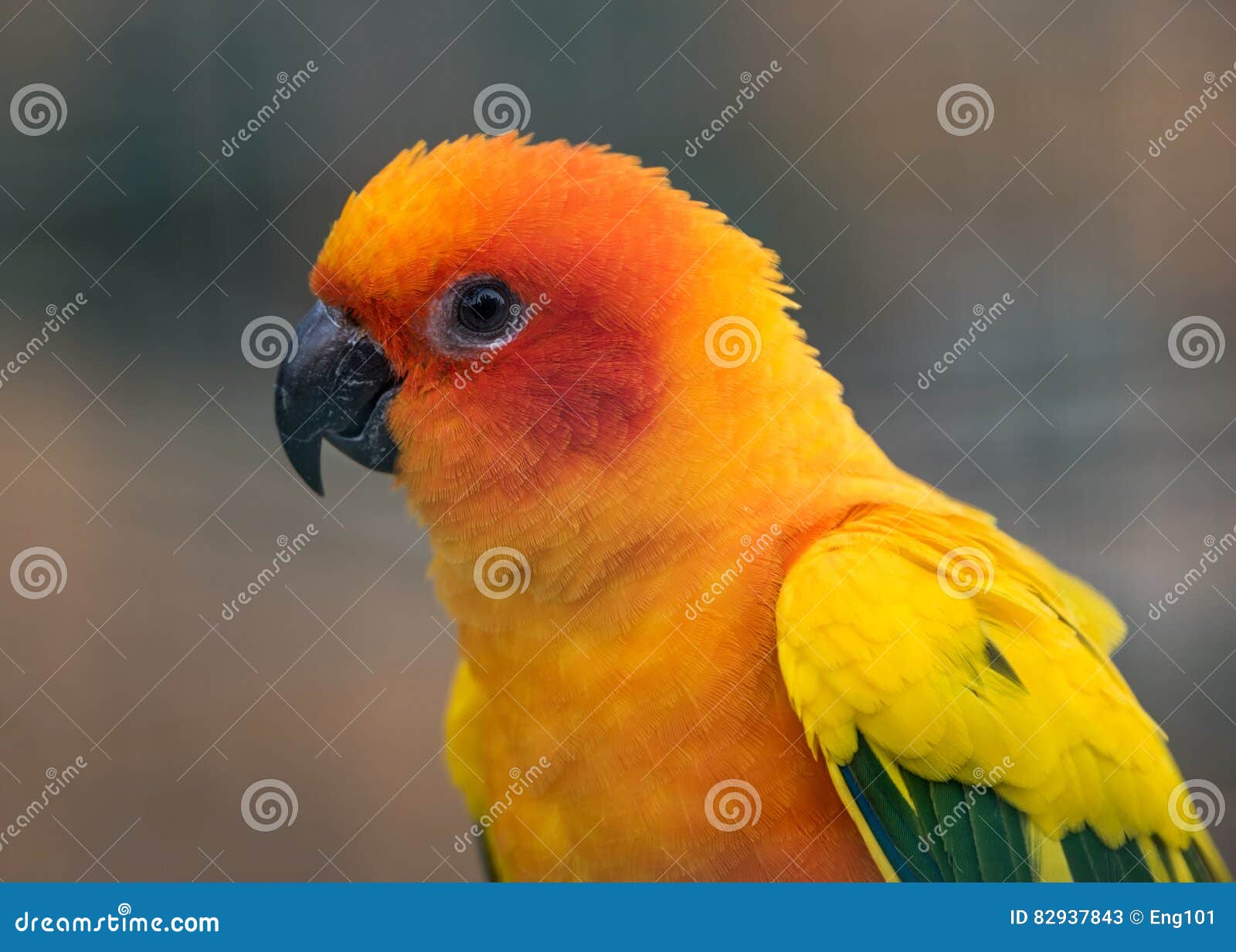 Sun conure profile closeup stock image. Image of feathers - 82937843